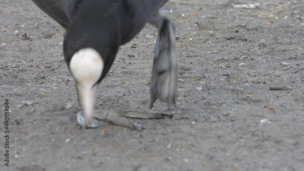 Vidéo Stock Big-footed black Eurasian Coot waterfowl walking on land ...