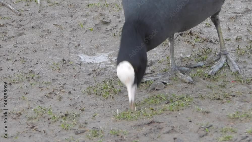 Big-footed black Eurasian Coot waterfowl walking on land.Fulica atra ...