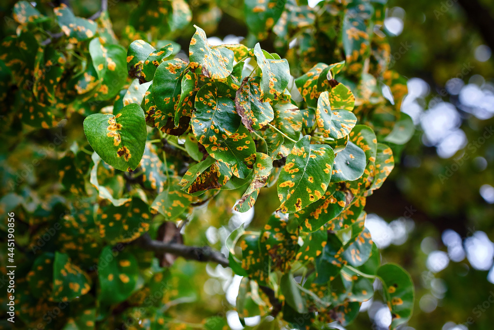 Pear rust on leaves macro, fruit tree infected with fungus, yellow rust ...