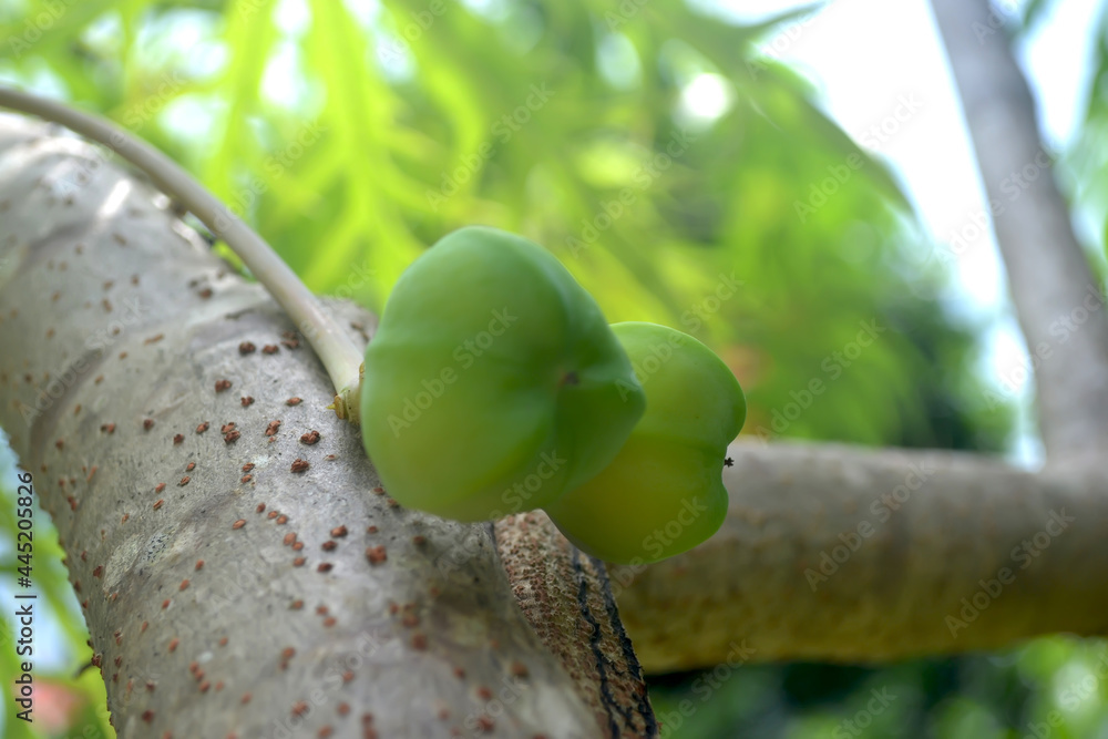 Betadine fruits healing wound. Indonesian herbal plant Stock Photo ...