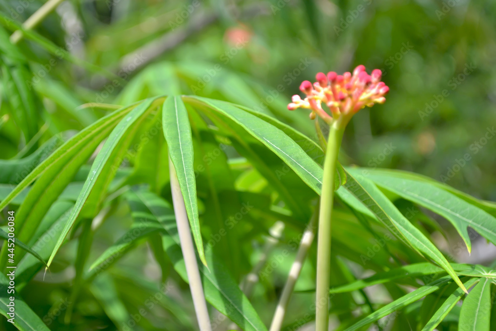 Betadine leaves healing wound. Indonesian herbal plant Stock Photo ...