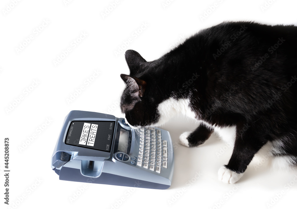 Cat using label maker or labeling machine. Side view of cat making ...