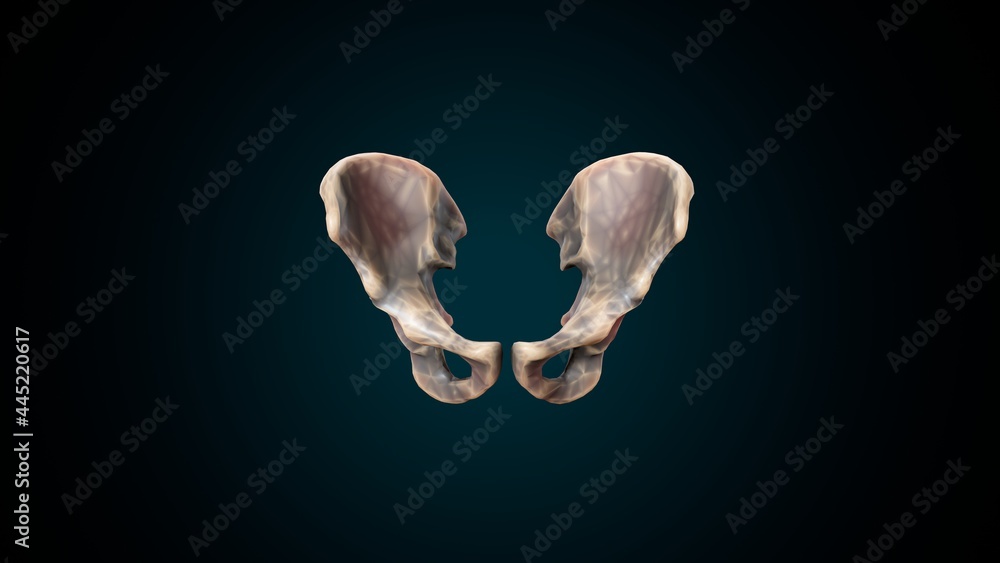 3d illustration of human skeleton hip or pelvic bone anatomy. Stock ...