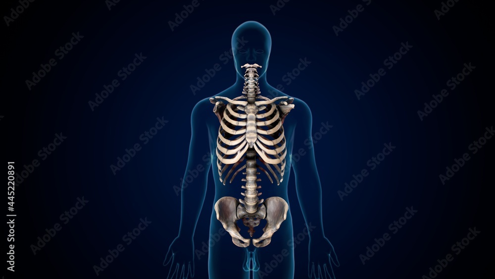 3d illustration of human skeleton axial skeleton anatomy. Stock ...
