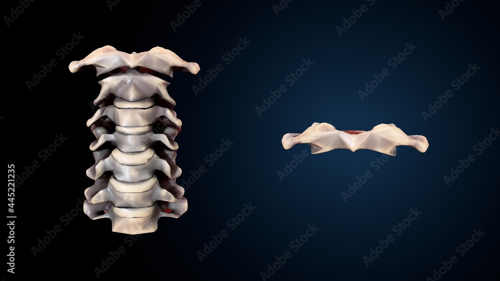 3d illustration of human skeleton cervical bone anatomy. Stock ...