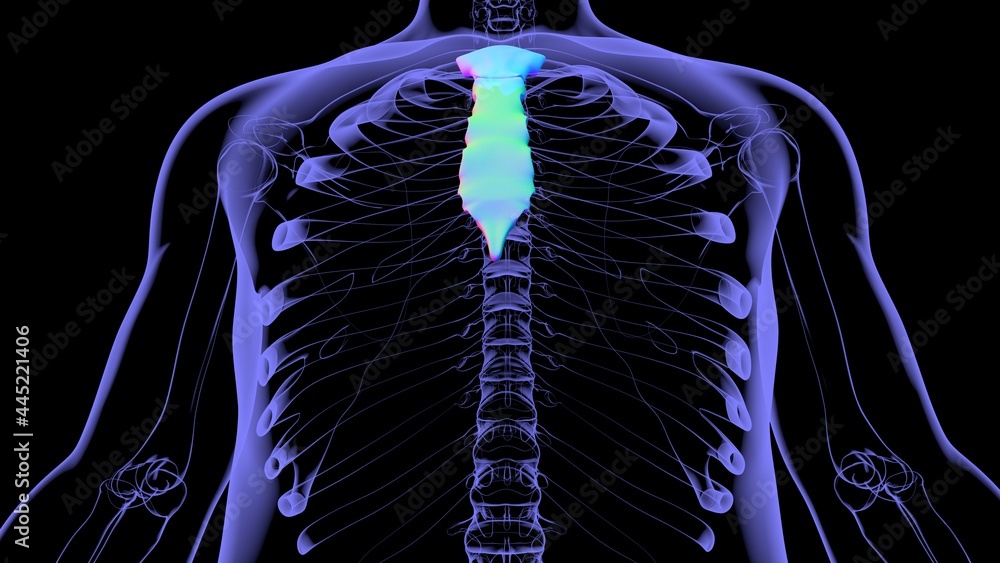 Human Skeleton Sternum Bone Anatomy For Medical Concept Stock ...
