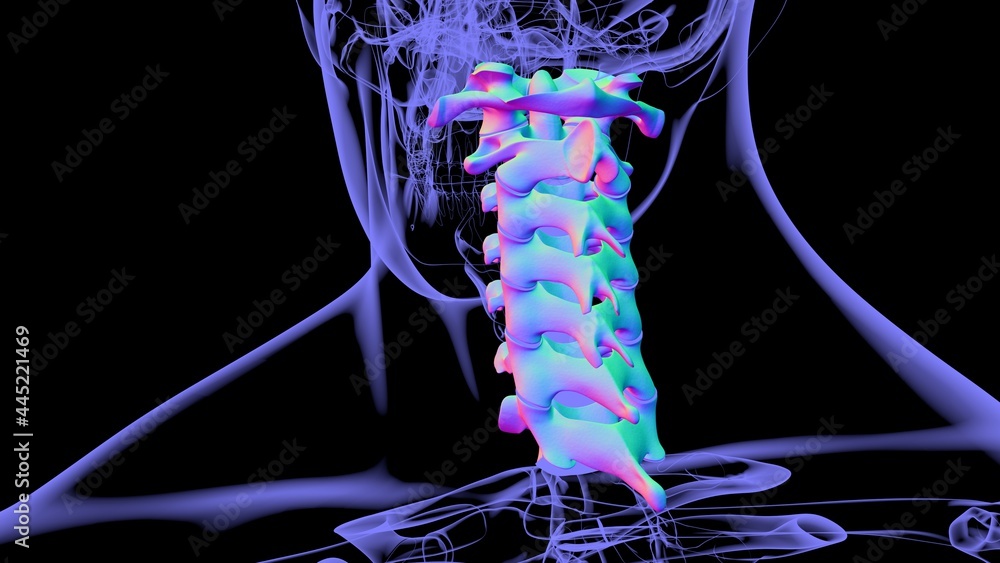 Human Skeleton Vertebral Column Cervical Vertebrae Anatomy 3D Stock ...