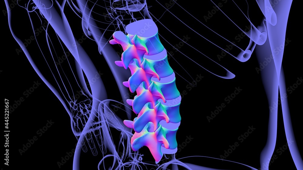 Human Skeleton Vertebral Column Lumbar Vertebrae Anatomy Stock ...