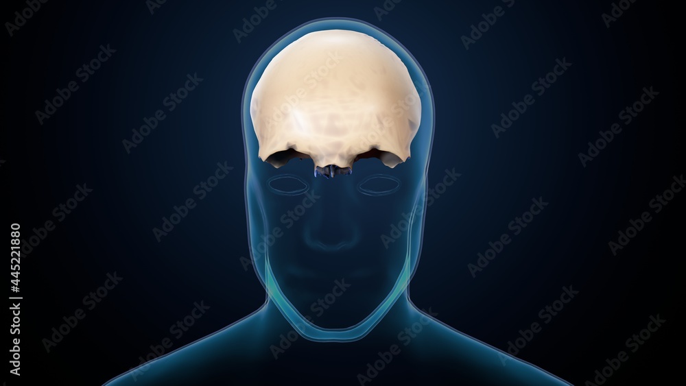 human skeleton skull frontal bone anatomy. 3d illustration. Stock ...
