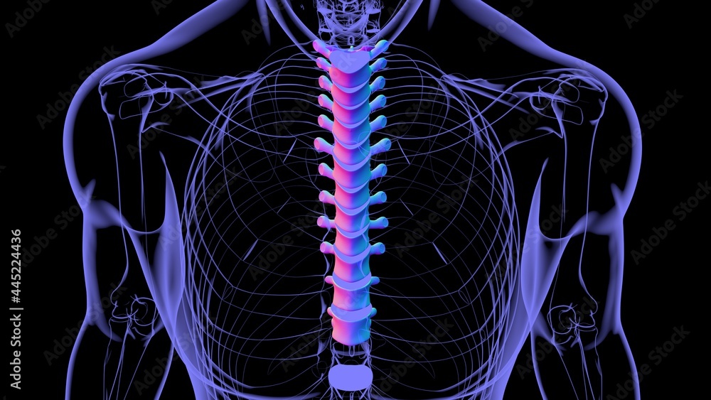 Human Skeleton Vertebral Column Thoracic Vertebrae Anatomy Stock ...