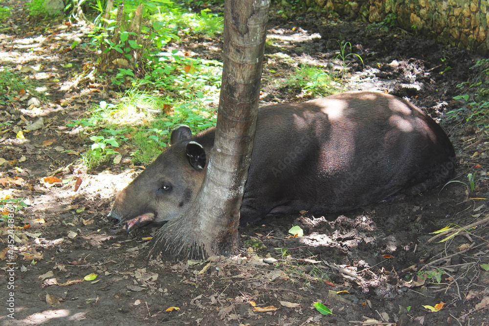 Tapir in Xcaret park. Tapir resting at famous ecotourism and ...