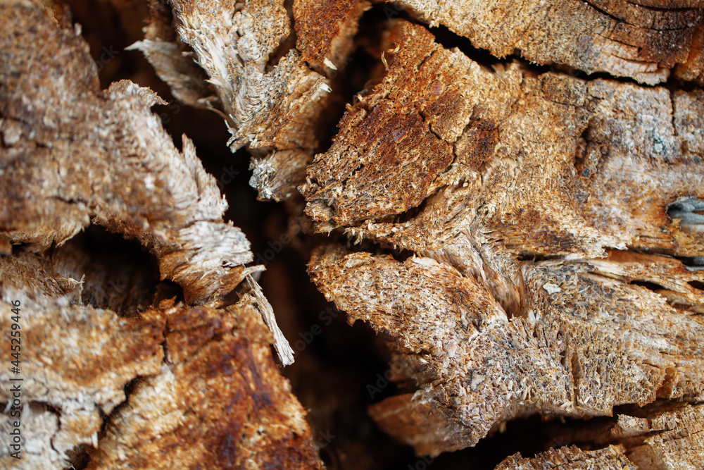 Old rotten wood of a rotten tree. Weathered trees are destroyed ...