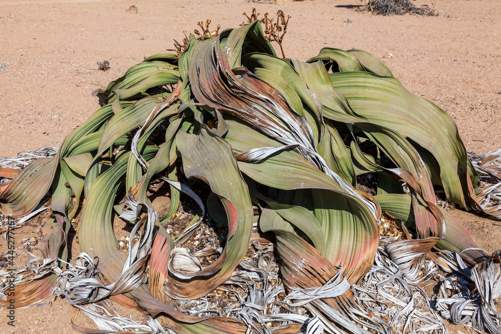 Welwitschie (Welwitschia mirabilis), Namibia Stock Photo | Adobe Stock