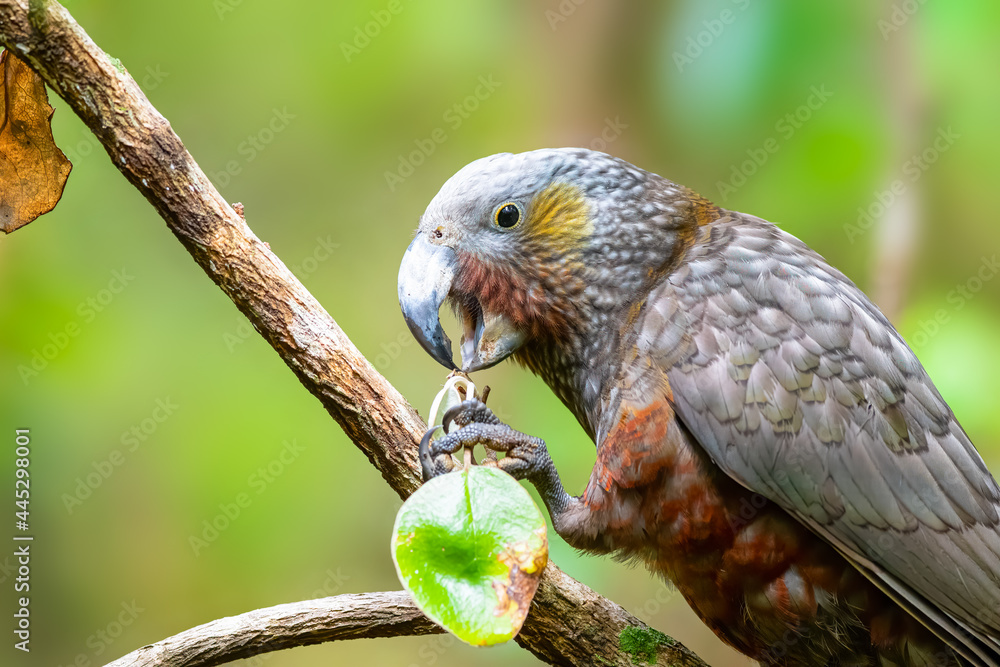 Kaka Parrot