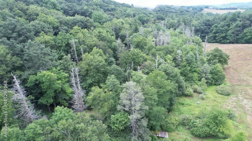 Dead trees, hemlocks along crest of the blue ridge mountains near ...
