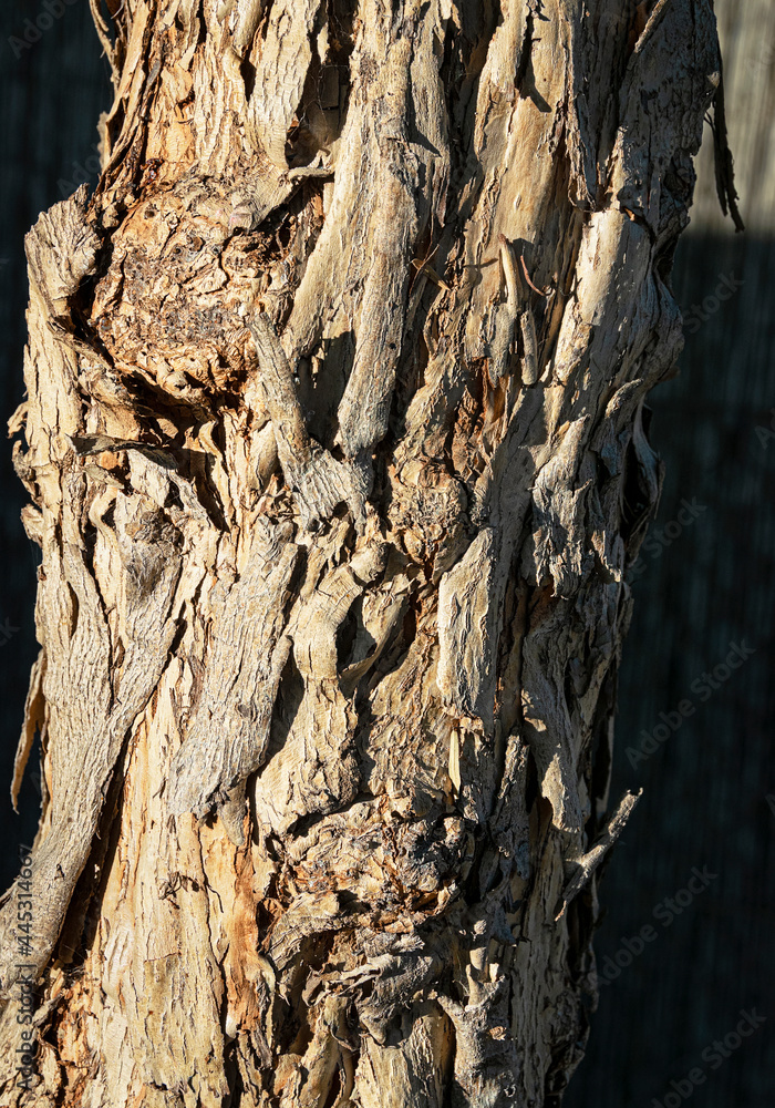 closeup of a California Peruvian pepper Schinus molle tree showing the ...