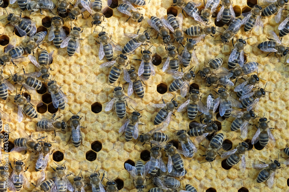 Bees work on a wax cell with larvae. honeycomb with small larvae of ...