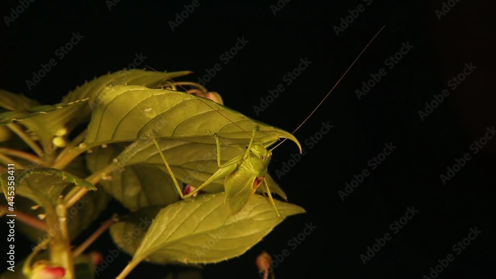 Camouflaged male katydid on leaf. Those green bugs that look like ...