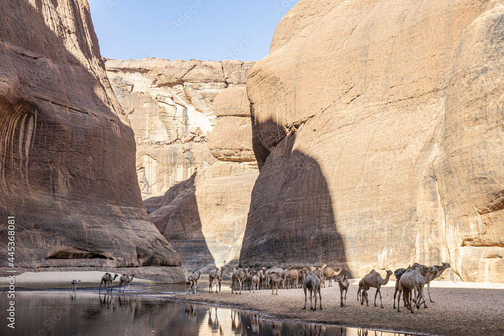 The Scenic Beauty of “Guelta d’Archei” is a hidden treasure of Sahara ...