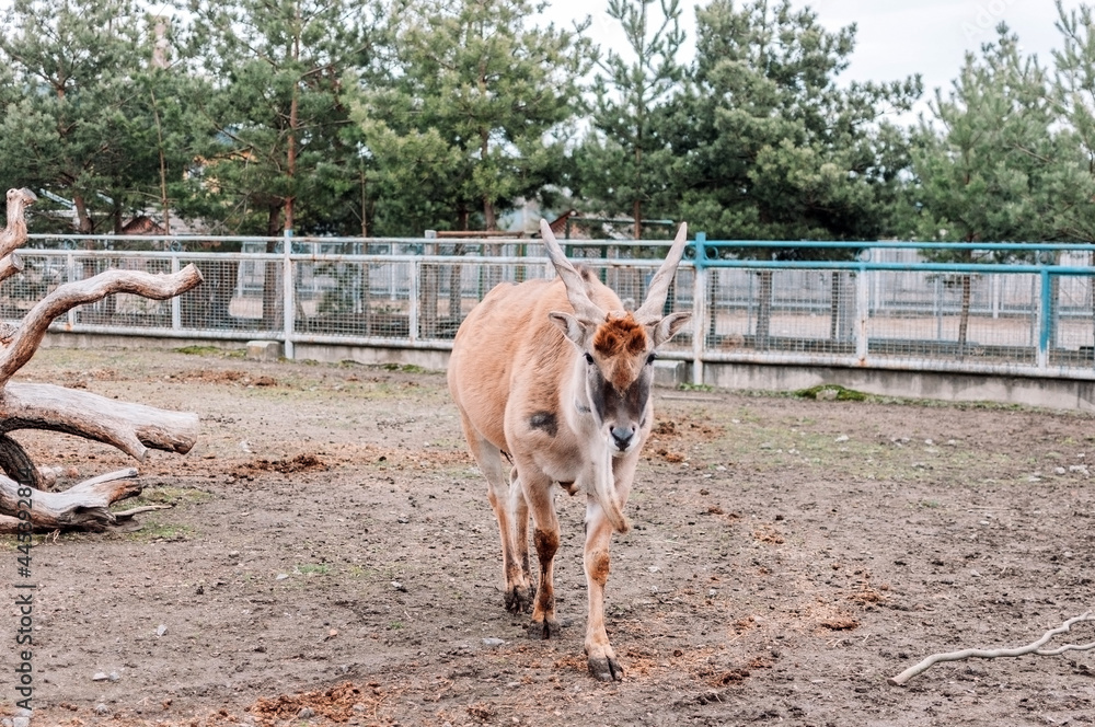 Canna vulgaris walks around her pen at the zoo farm. The largest ...