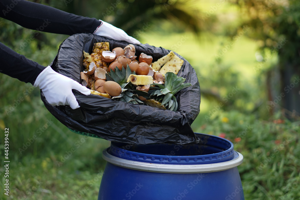 Food scraps in black garbage bag that a gardener is pouring into blue ...