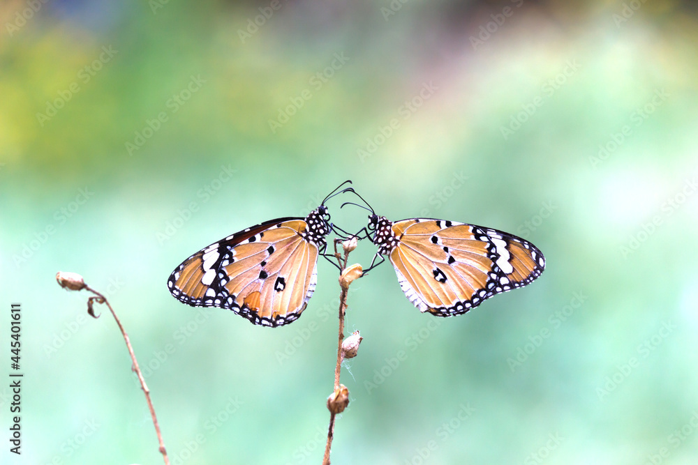Danaus chrysippus, also known as the plain tiger, African queen, or ...