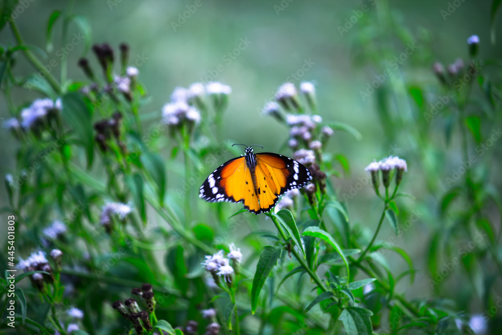 Danaus chrysippus, also known as the plain tiger, African queen, or ...