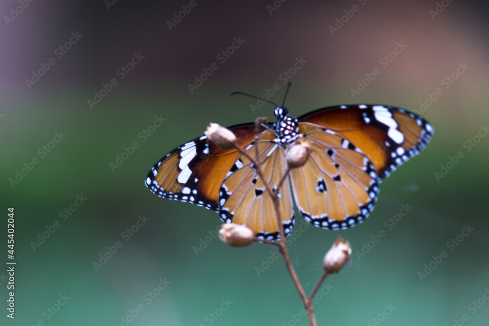 Foto de Danaus chrysippus, also known as the plain tiger, African queen ...