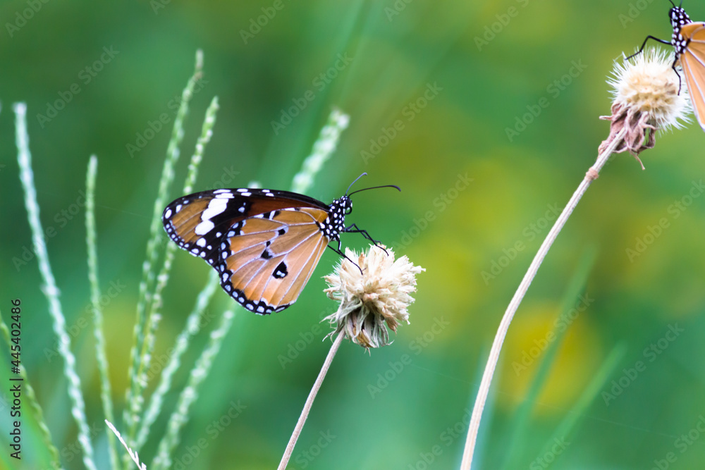 Foto de Danaus chrysippus, also known as the plain tiger, African queen ...