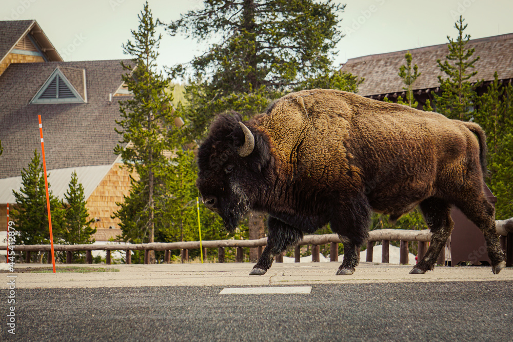 Bison crossing the road at the Old Faithful Inn color Stock Photo ...