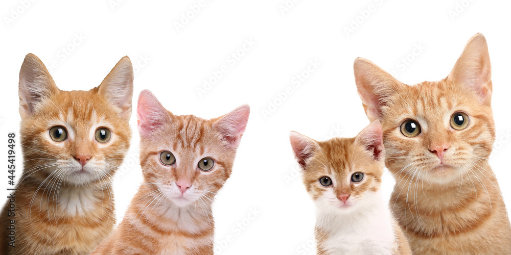 Beautiful commercial photos of common pets Stock Photo | Adobe Stock