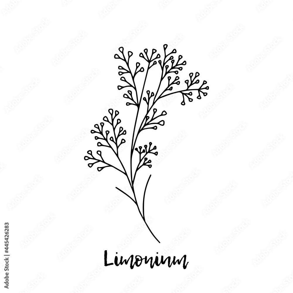 Limonium. Ayurveda. Natural herbs. Ayurvedic herbs, medicines. The ...