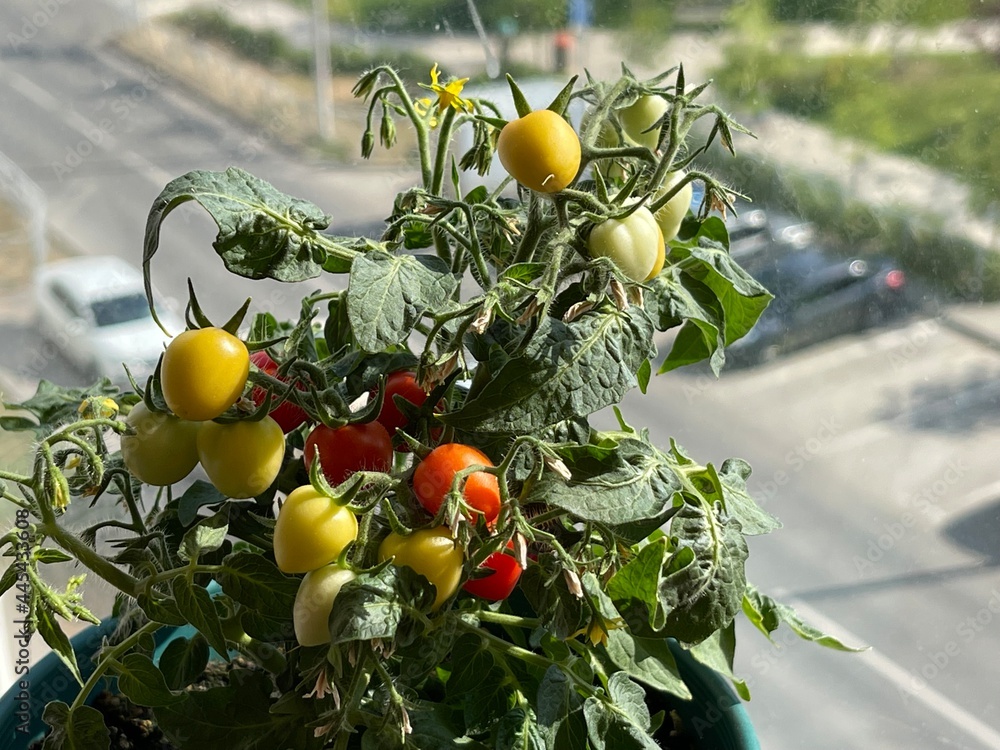 Balcony garden. Tomato bush with red and green tomato in a pot on the ...