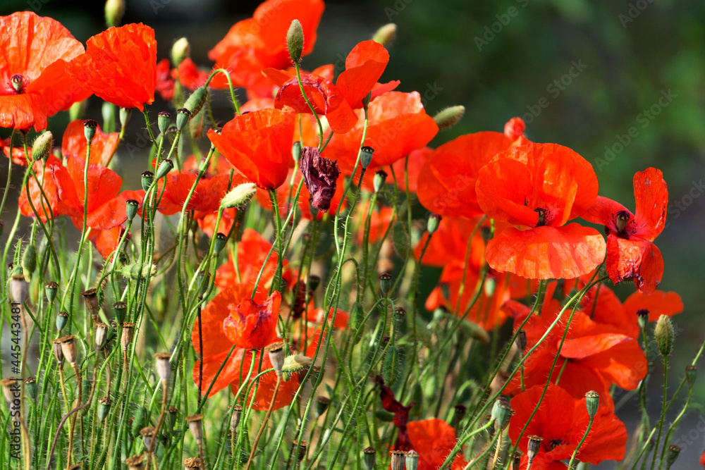 Corn poppy, Papaver rhoeas, called poppy flower, corn rose, poppy, Corn ...