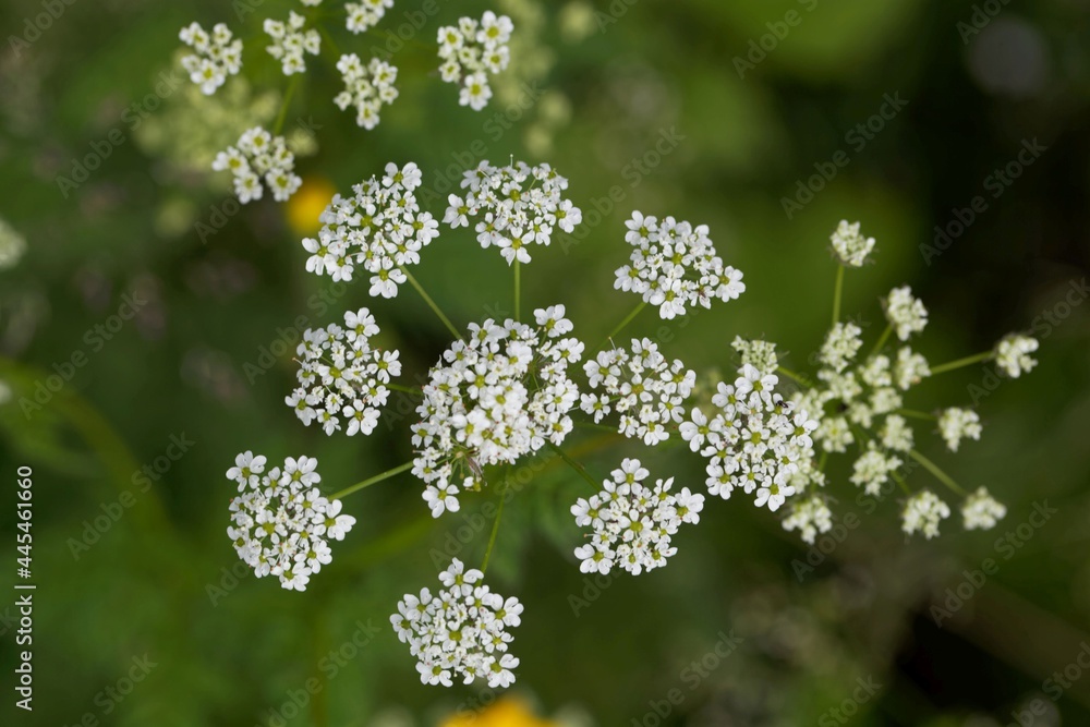 Flower of the plant Chaerophyllum aureum Stock Photo | Adobe Stock