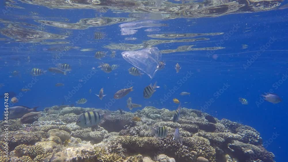 Plastic pollution. A school of tropical fishes of various species swims ...