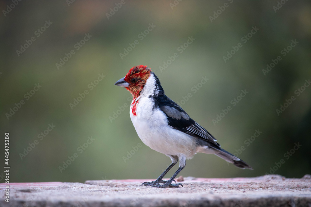Galo de campina ou Cardeal do Nordeste. The northeastern cardinal is a ...