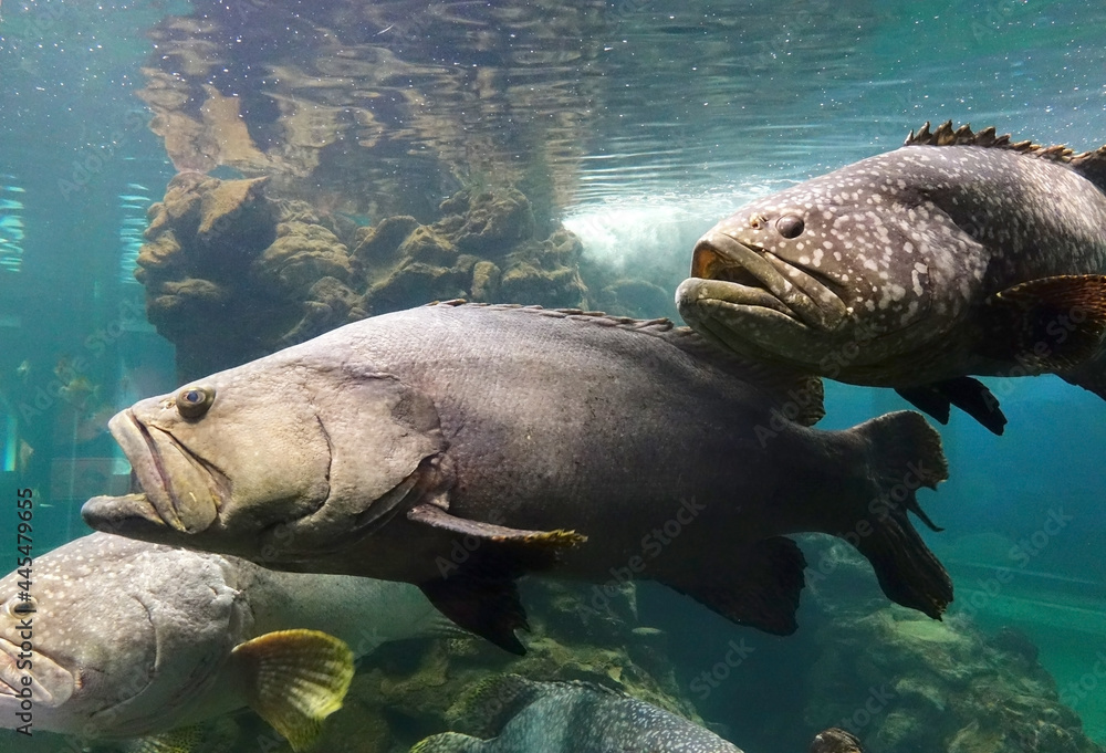 Giant Grouper Epinephelus Lanceolatus Also Known As The Queensland Grouper Brindle Grouper