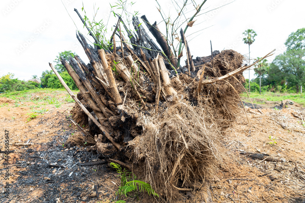 Foto de Bamboo tree burns, but only the stump, The bamboo tree died ...