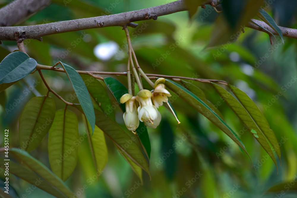 Durian flowers are about to bloom, hanging over the durian tree.,flower ...