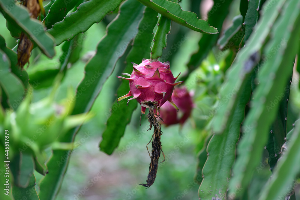 Dragon Red fruit or Hylocereus on plant, Fresh dragon fruit growing in ...