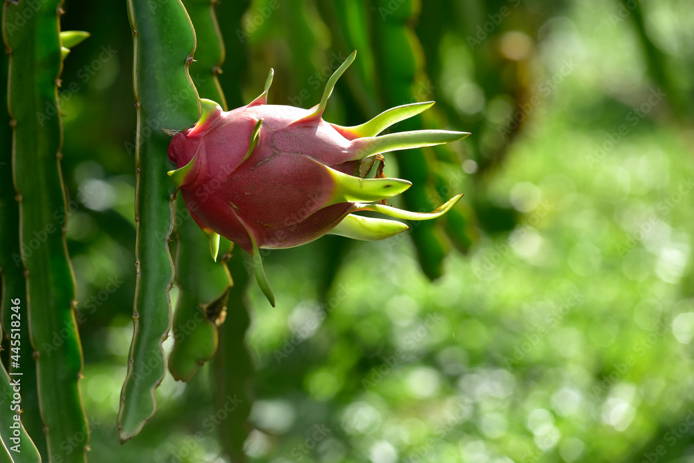 Dragon fruit or Hylocereus on plant, Fresh dragon fruit growing in the ...
