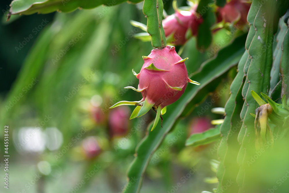 Dragon fruit or Hylocereus on plant, Fresh dragon fruit growing in the ...