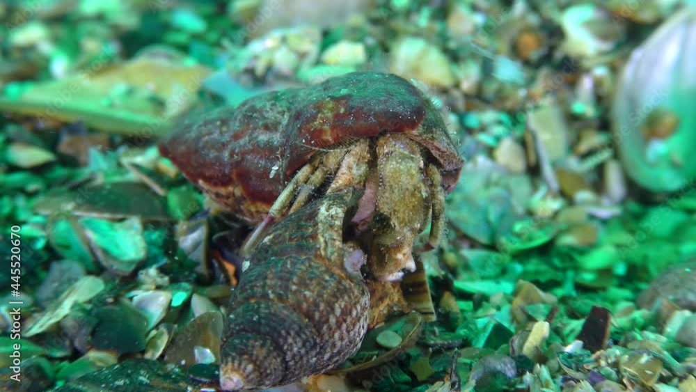 Reproduction Small hermit crab (Diogenes pugilator): before mating, the ...