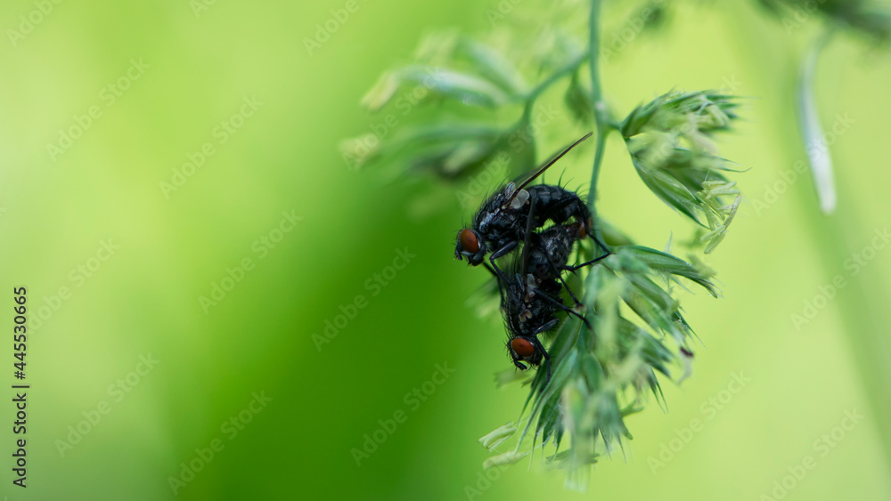 pair of cluster flies on the blade of grass. two flies mating, a pair ...