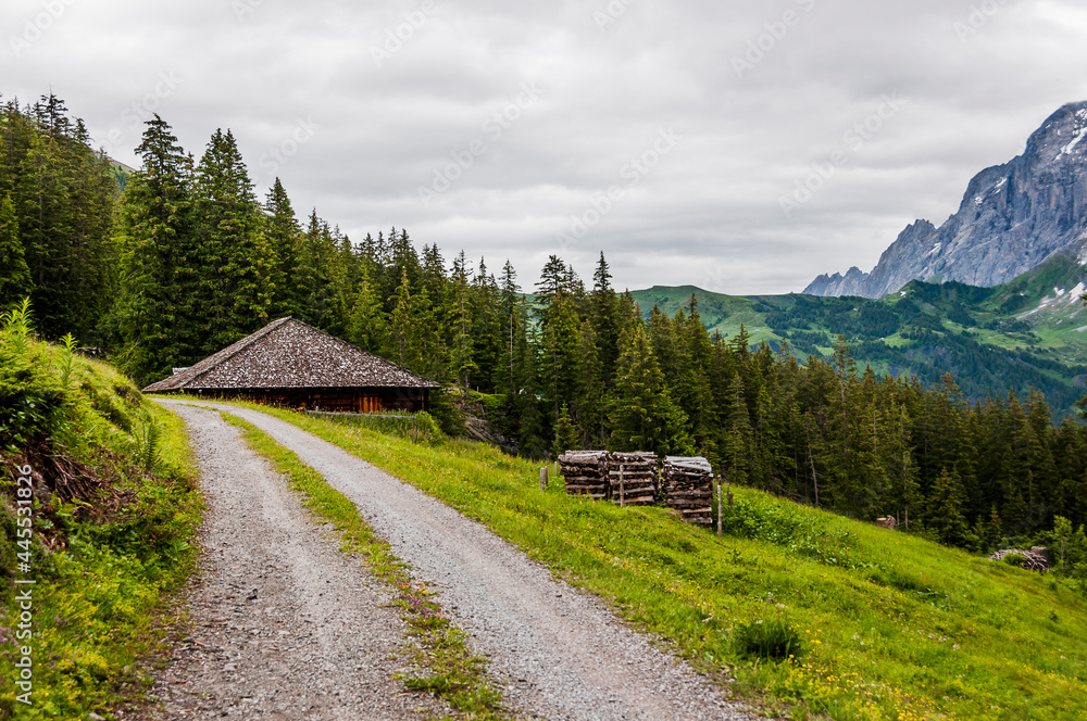 Grindelwald, Wetterhorn, Bort, First, Bussalp, Bergwiese, Bergblumen ...