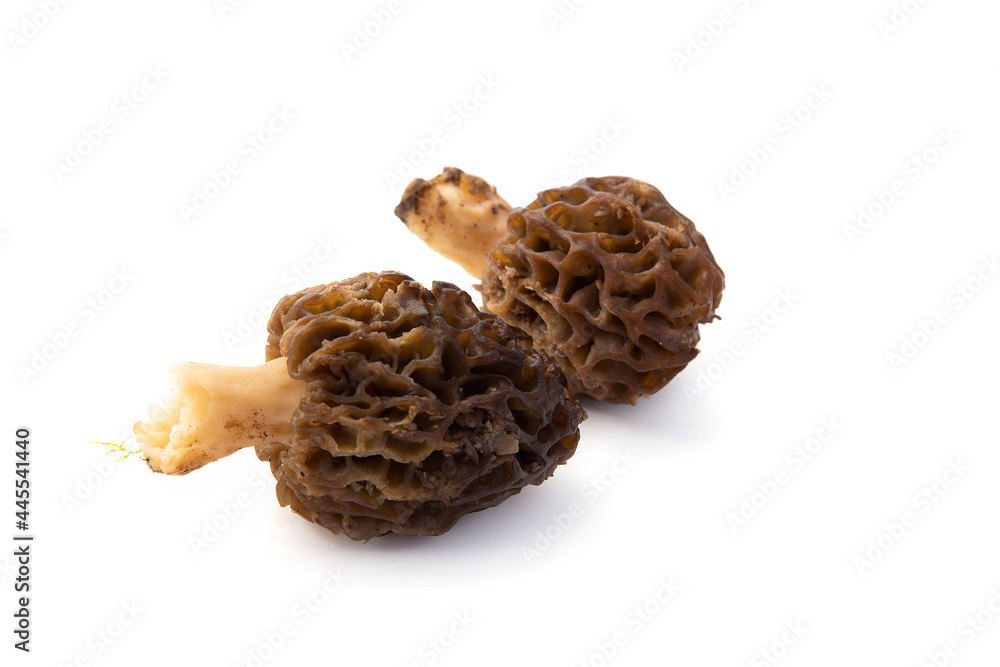 Morilles Stock Photo | Adobe Stock