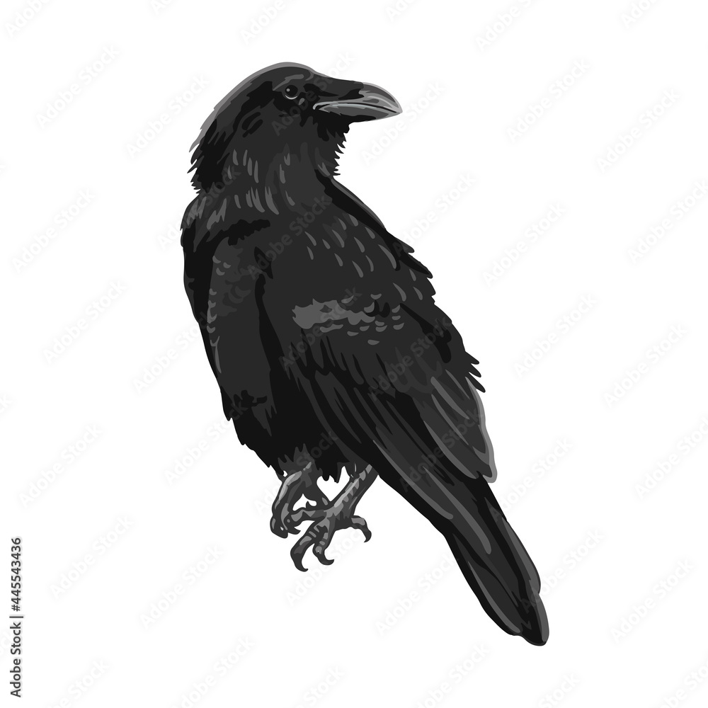 Ravens Flying Drawing