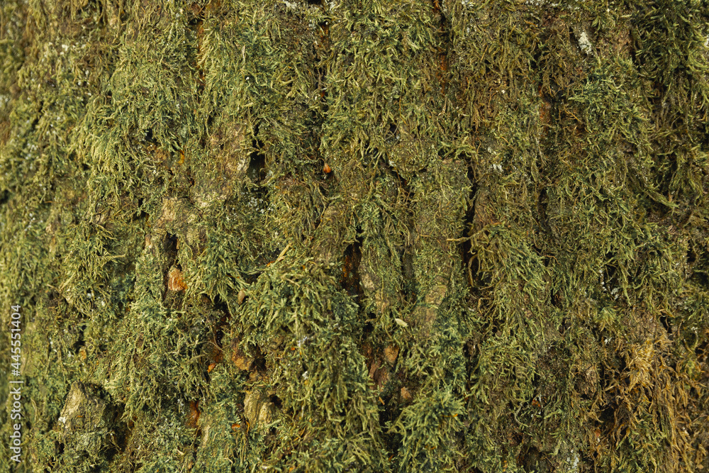 Texture of a forest tree covered with moss and grubs of wood beetles ...