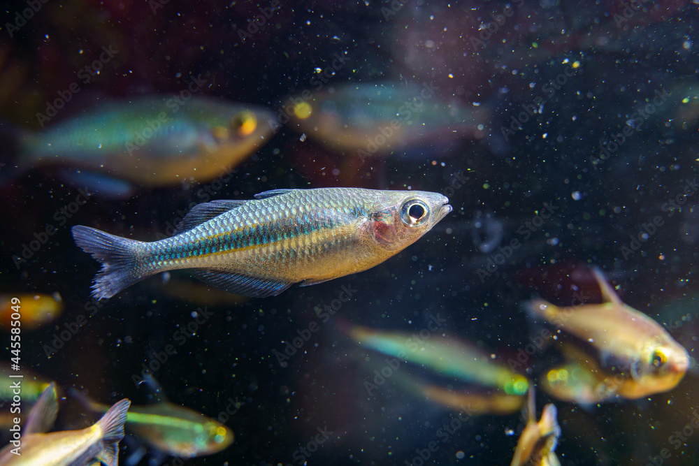 Turquoise Rainbow Fish